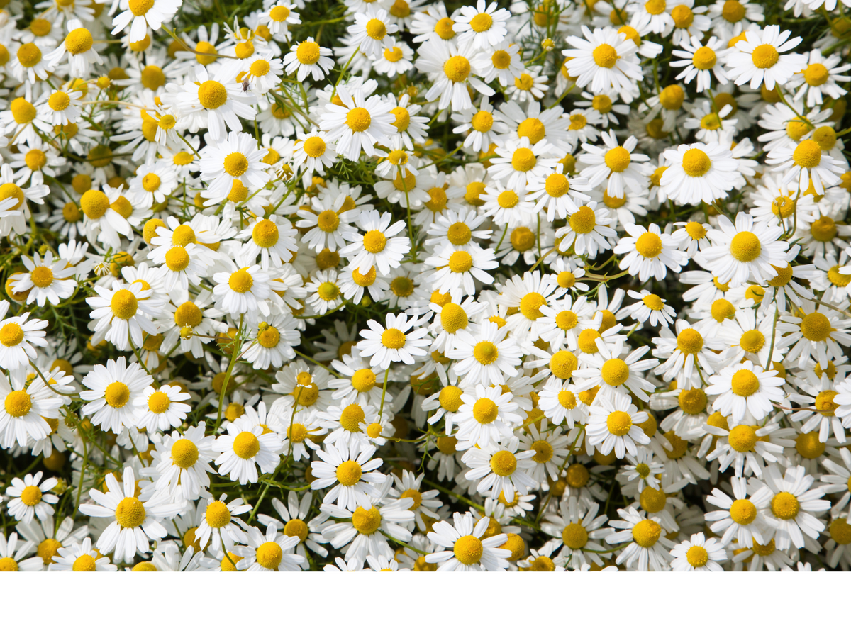 Rice and Walnut Exfoliating Powder - Roman Chamomile | Fleur De Lis ...